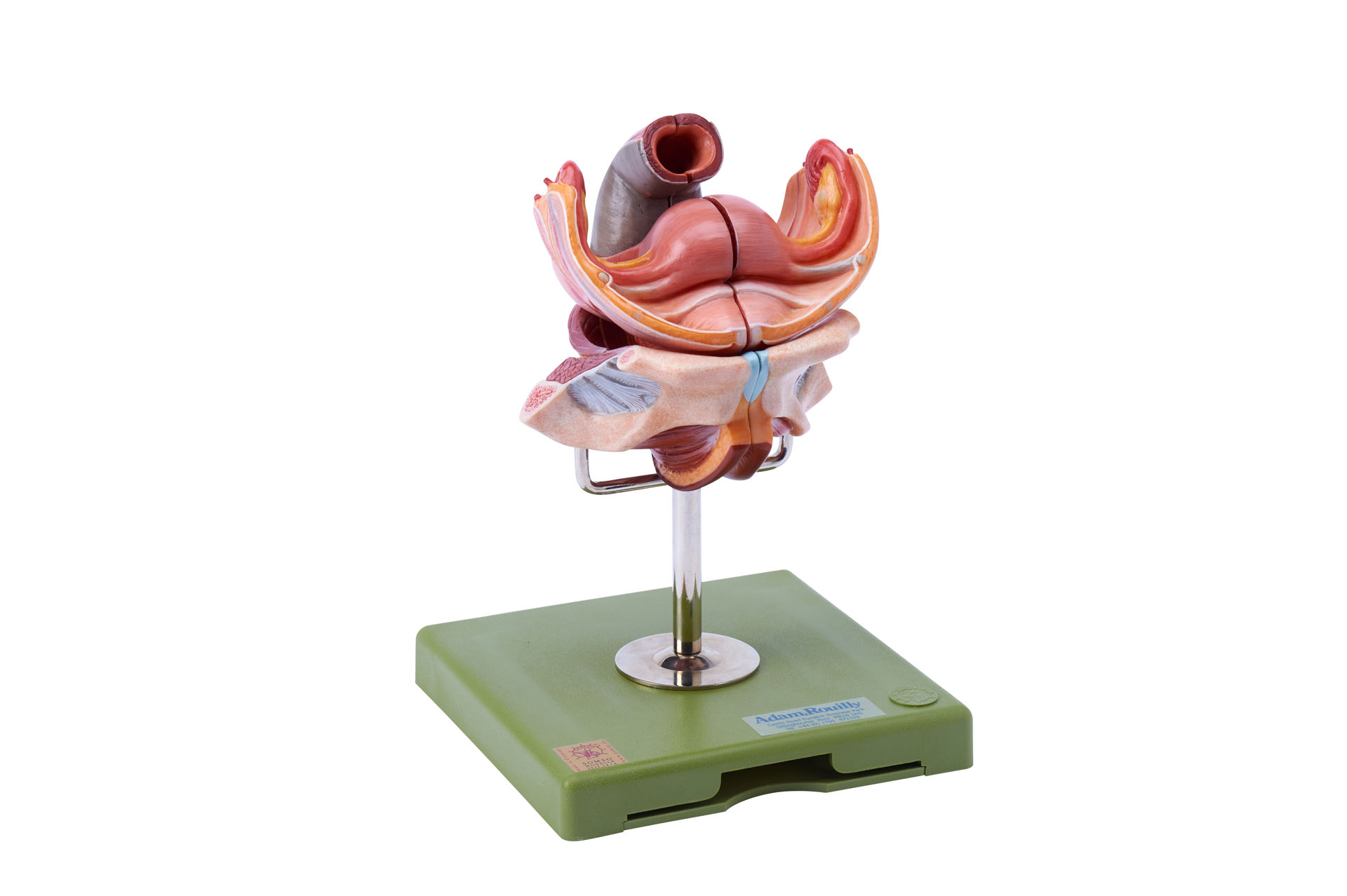 Female Genital Organs, Dark | Adam,Rouilly