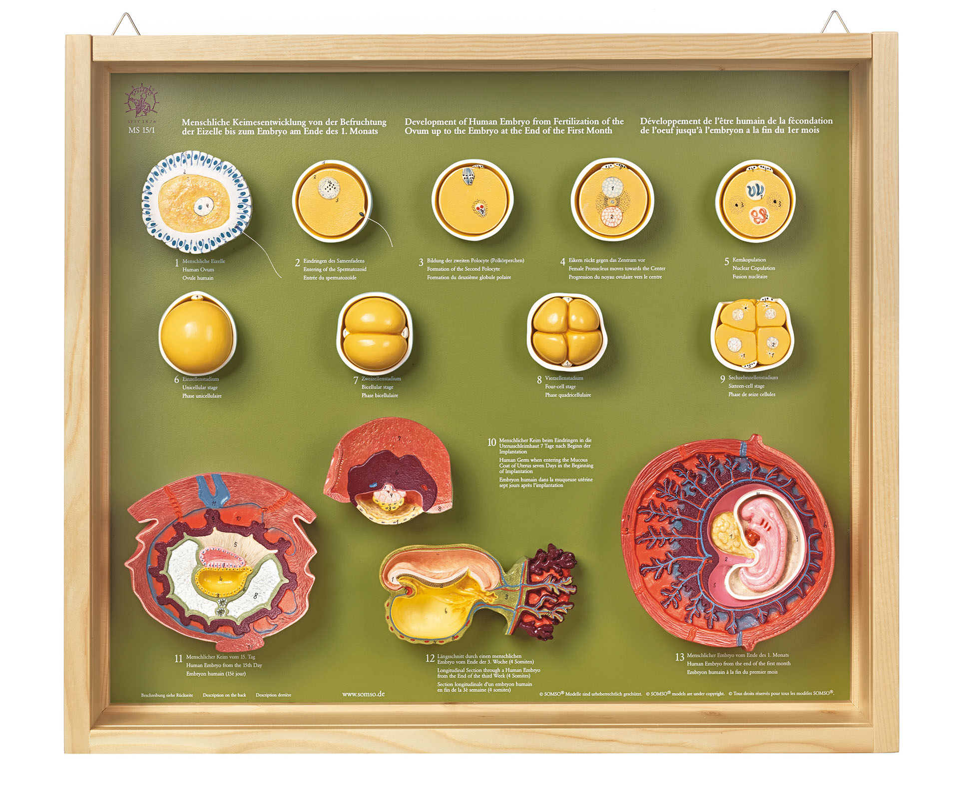 Human Development Up to the Embryo at the End of the First Month, Light ...