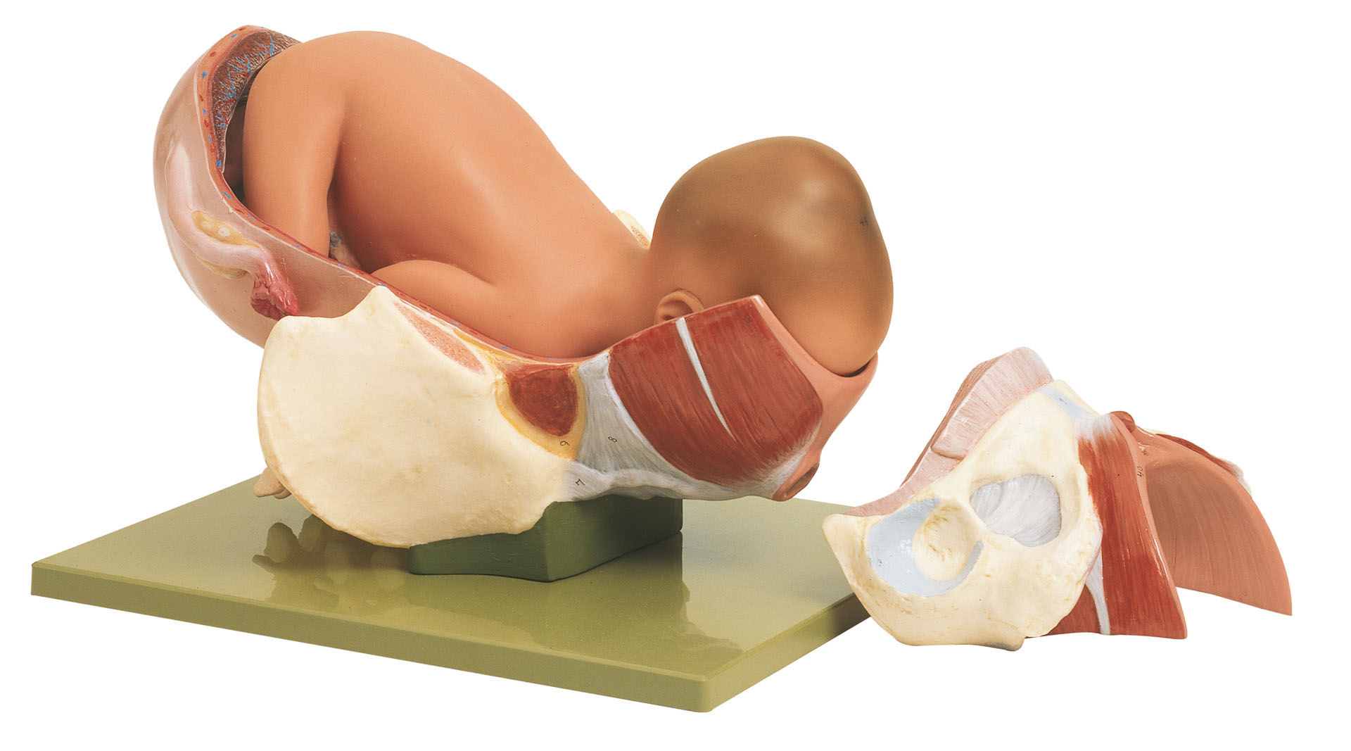 Birth - Second Stage, Light - Adam,Rouilly