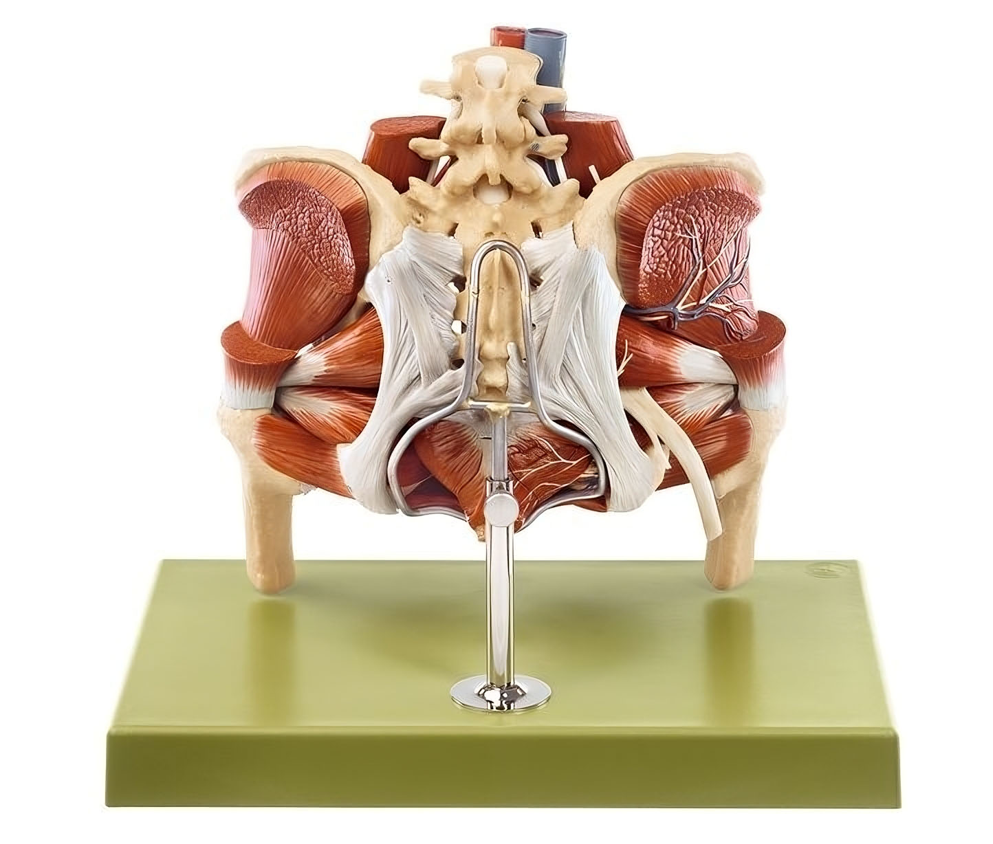 Model of the Female Pelvis - Adam,Rouilly