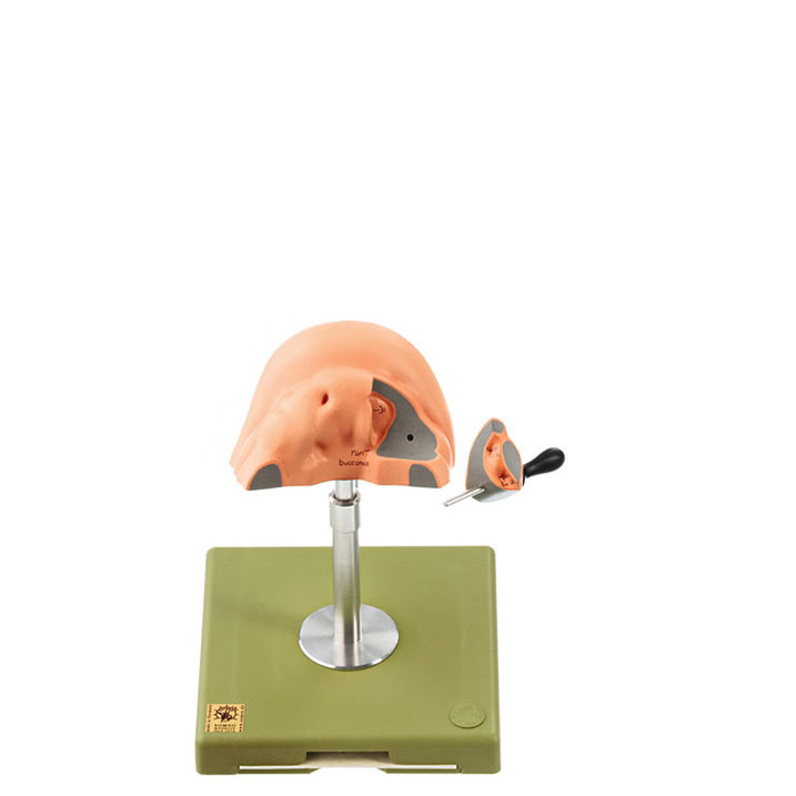 Development of the Human Face (Set of 6 Models) - Adam,Rouilly