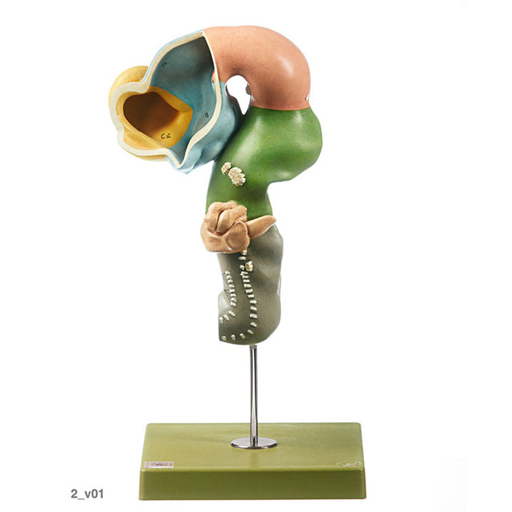 Development of the Human Brain (Set of 8 Models) - Adam,Rouilly