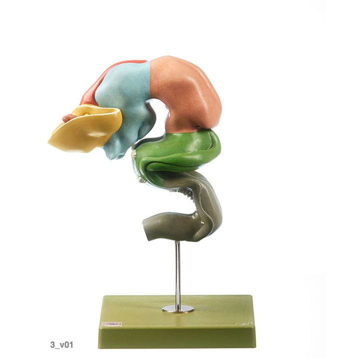 Development of the Human Brain (Set of 8 Models) - Adam,Rouilly