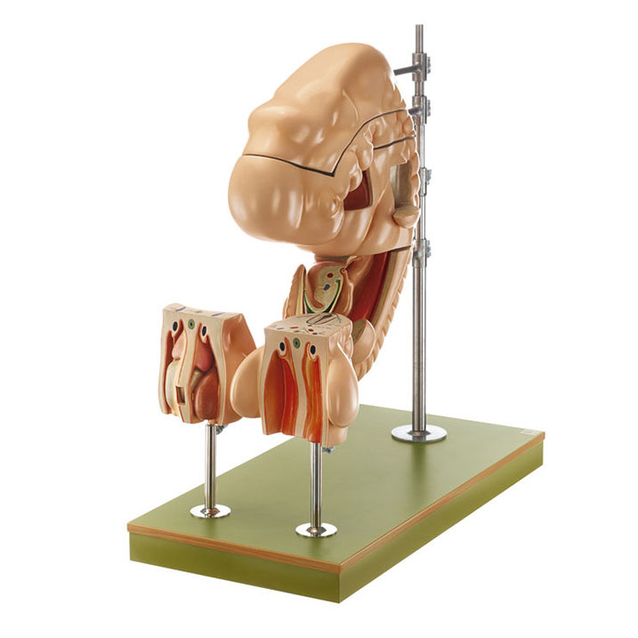 Model of a Human Embryo - Adam,Rouilly