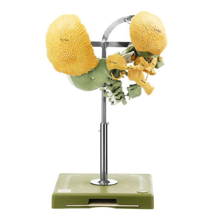 Development of a Human Skeleton of the Head - Three Week Old Human ...