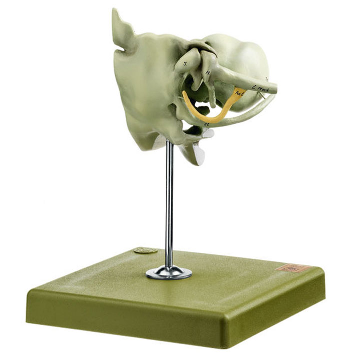 Development of a Human Skeleton of the Head - Labyrinth Region - Adam ...