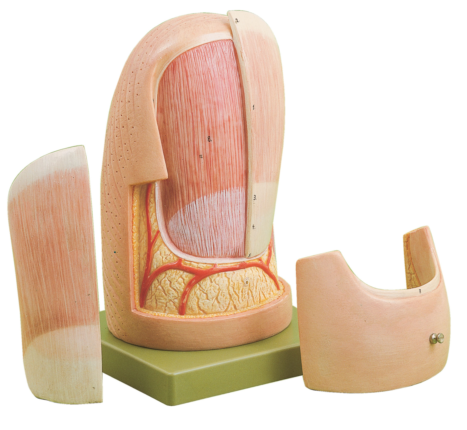 Fingernail, Light | Adam,Rouilly