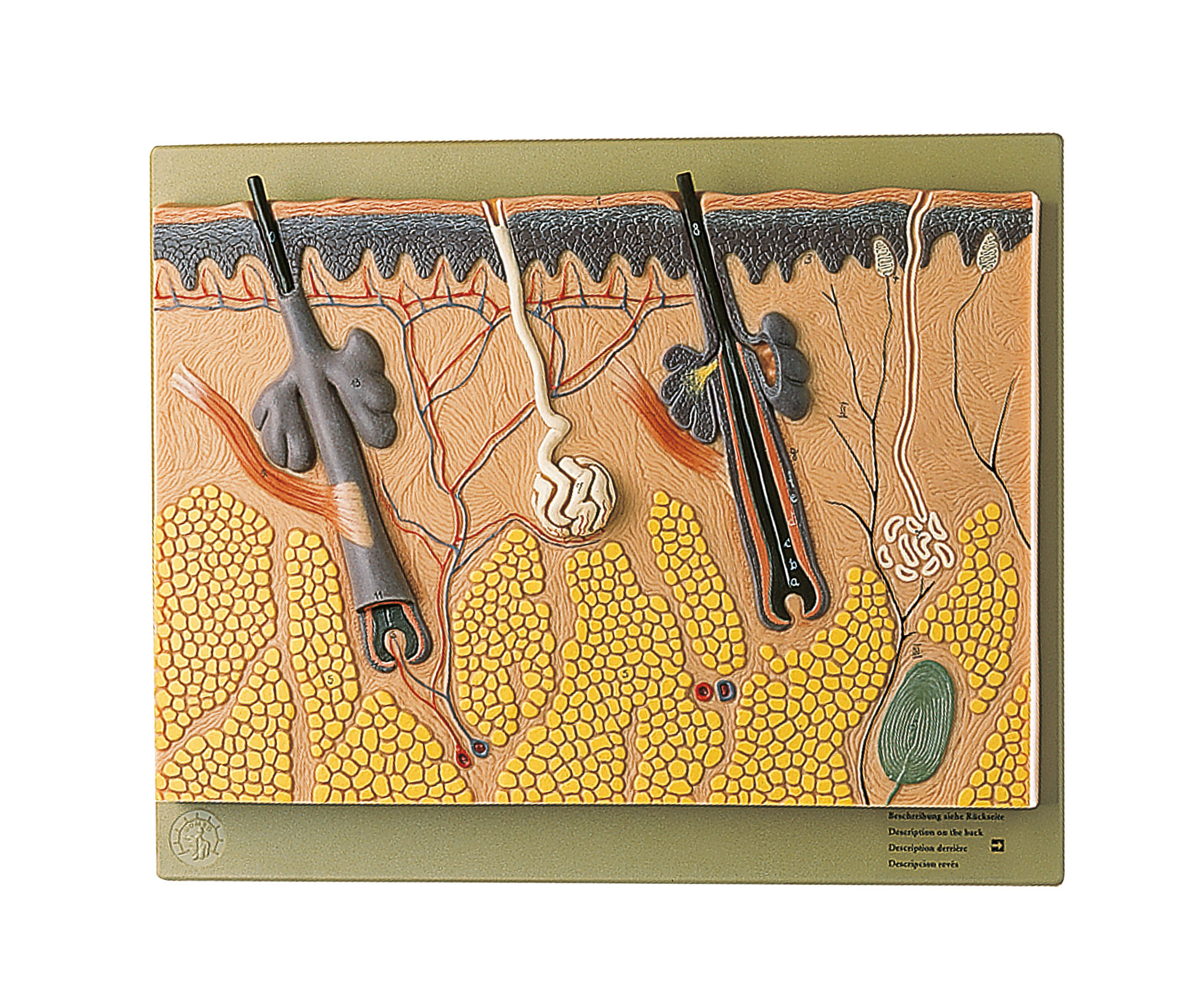 Section of Skin, Light - Adam,Rouilly