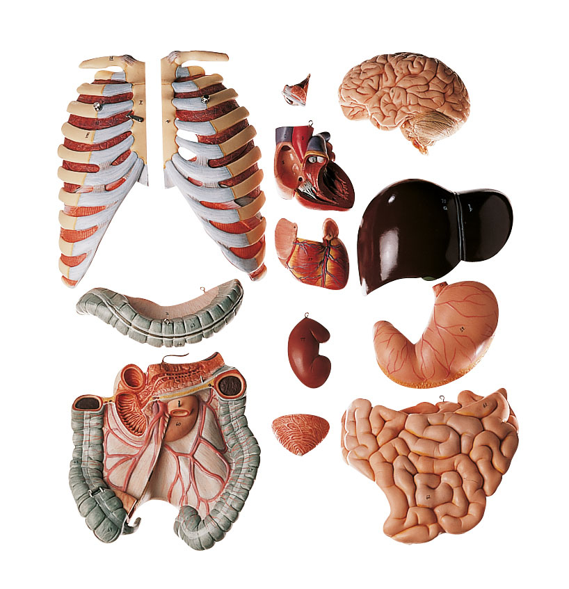 Male Torso With Head, Light - Adam,Rouilly