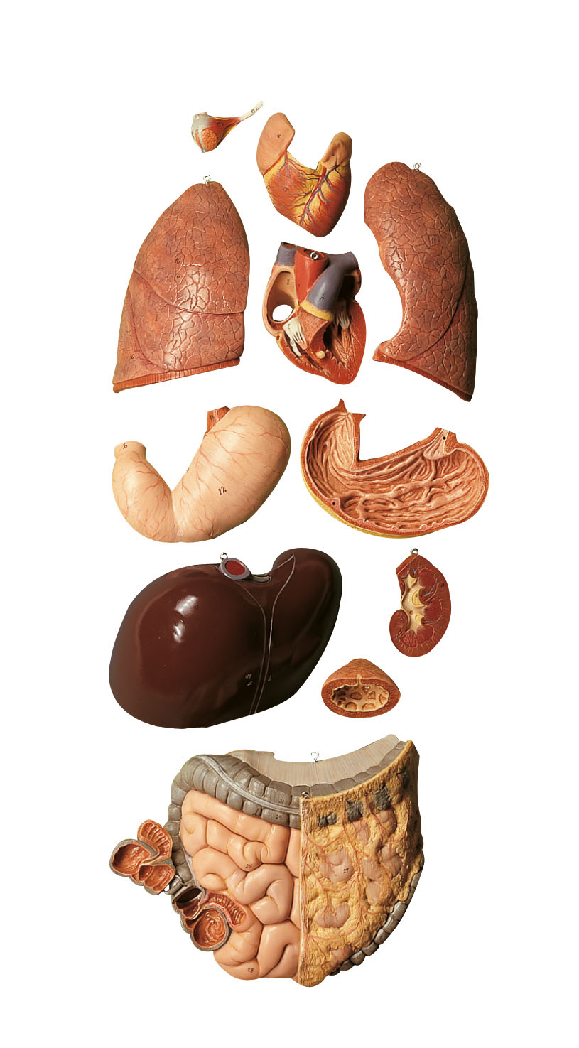 Torso of Young Man With Head, Light - Adam,Rouilly