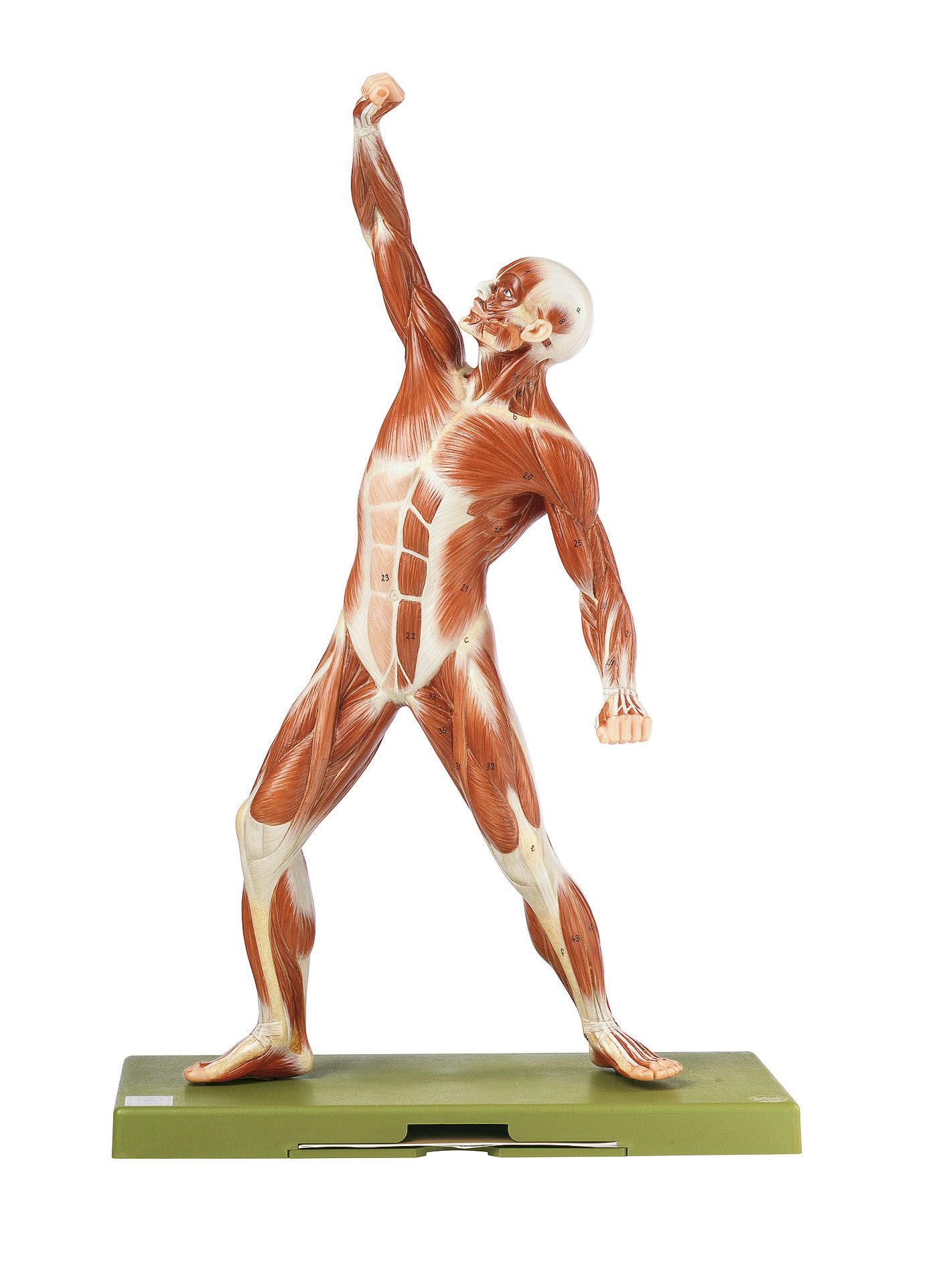 Male Muscle Figure - Adam,Rouilly
