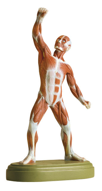 Muscle Figure | Adam,Rouilly