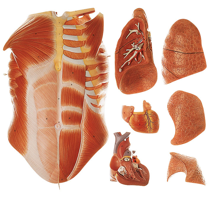 Male Muscle Figure | Adam,Rouilly