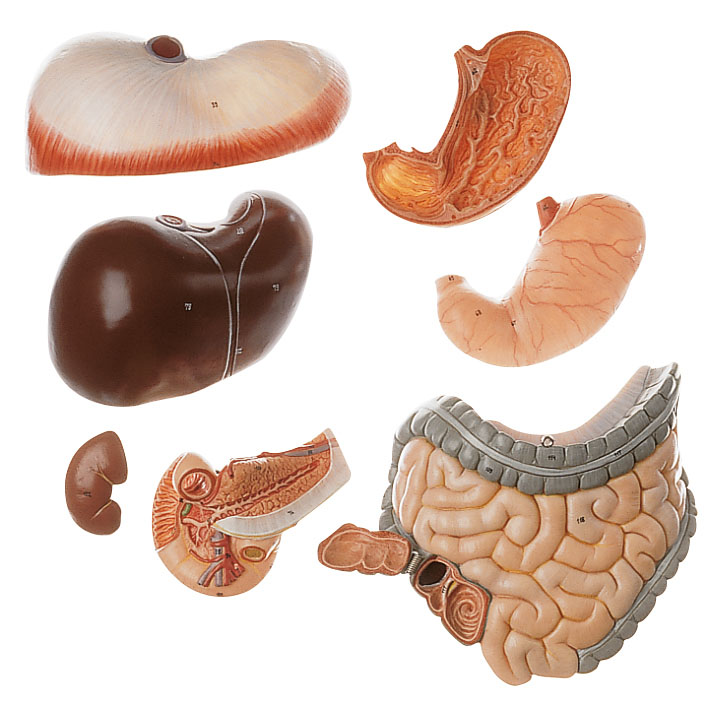 Male Muscle Figure | Adam,Rouilly