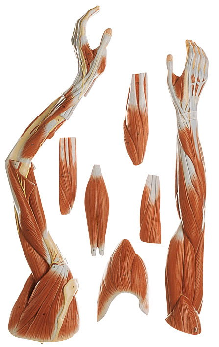 Male Muscle Figure | Adam,Rouilly