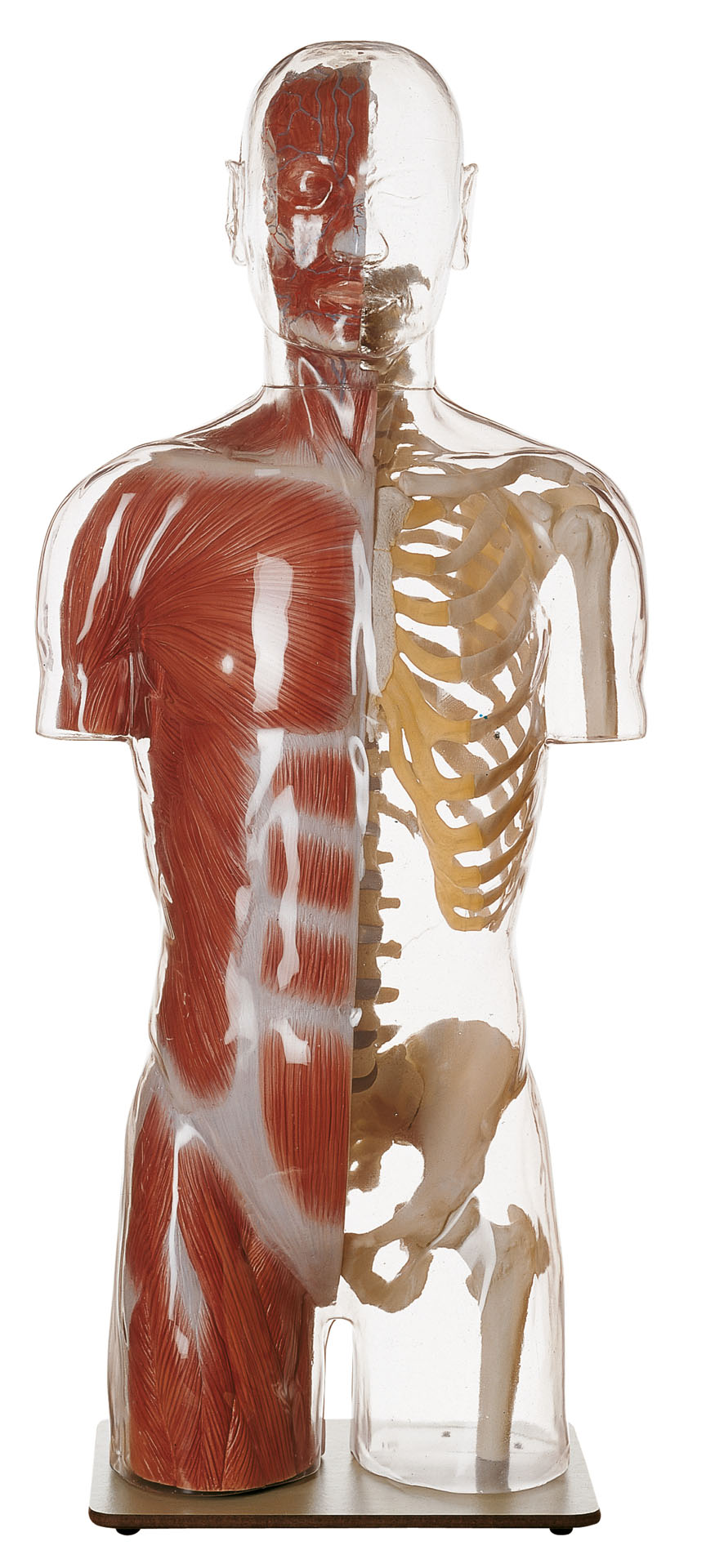 Transparent Muscle Torso Model With Head - Adam,Rouilly