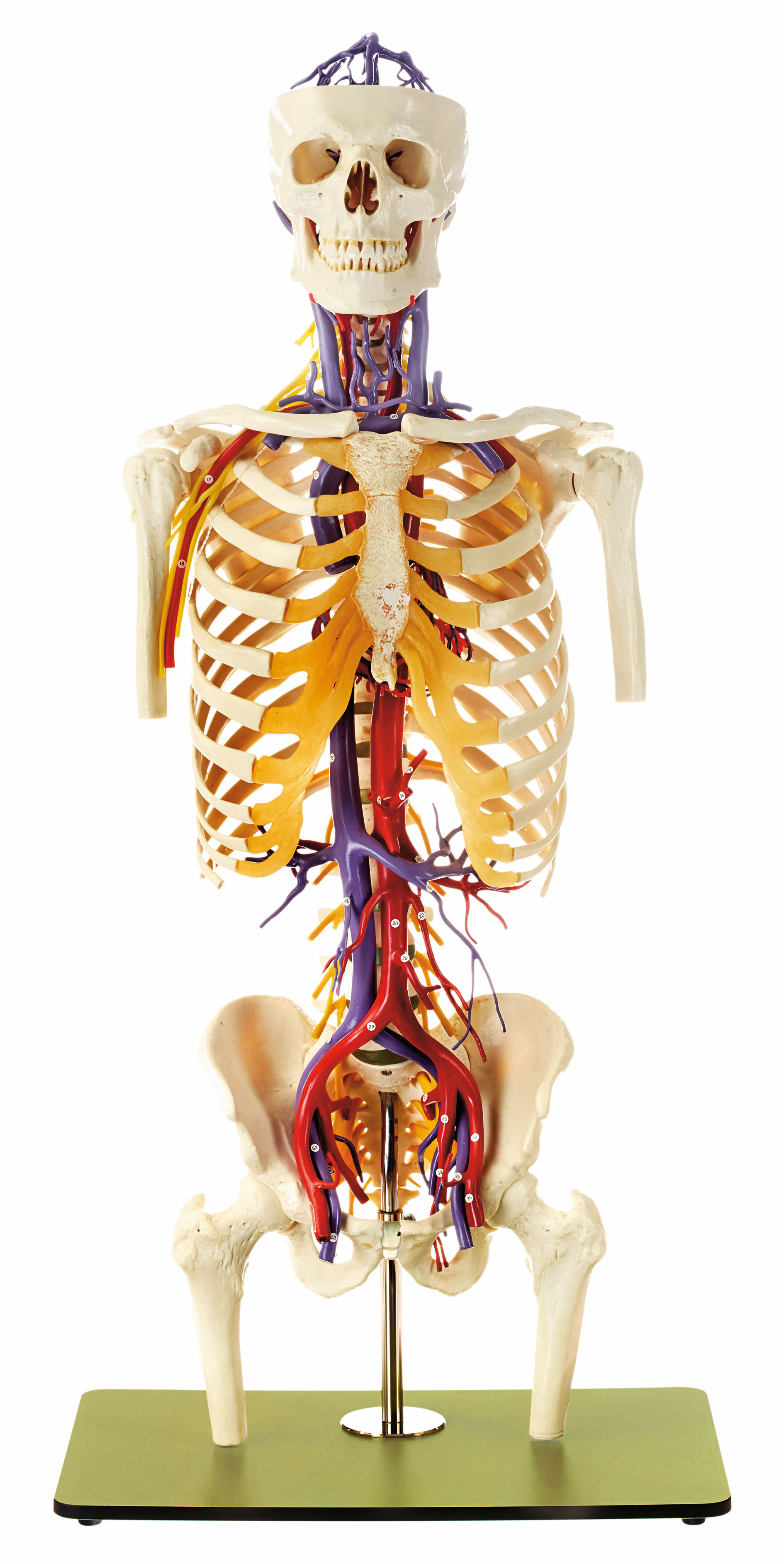 Transparent Torso Model With Blood Vessels & Head | Adam,Rouilly