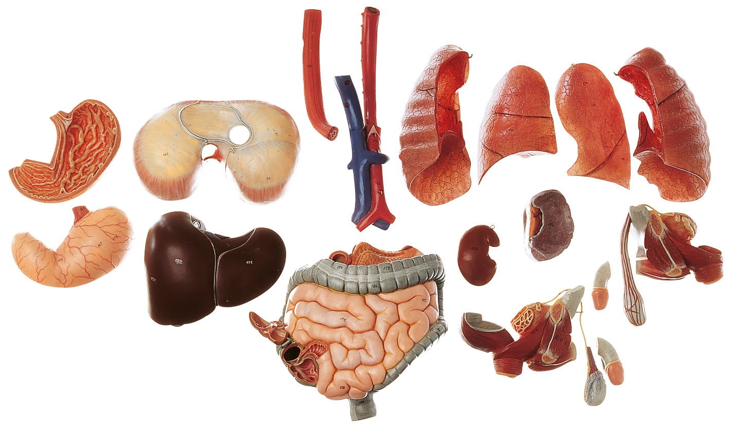 Muscle Torso With Head, Light | Adam,Rouilly