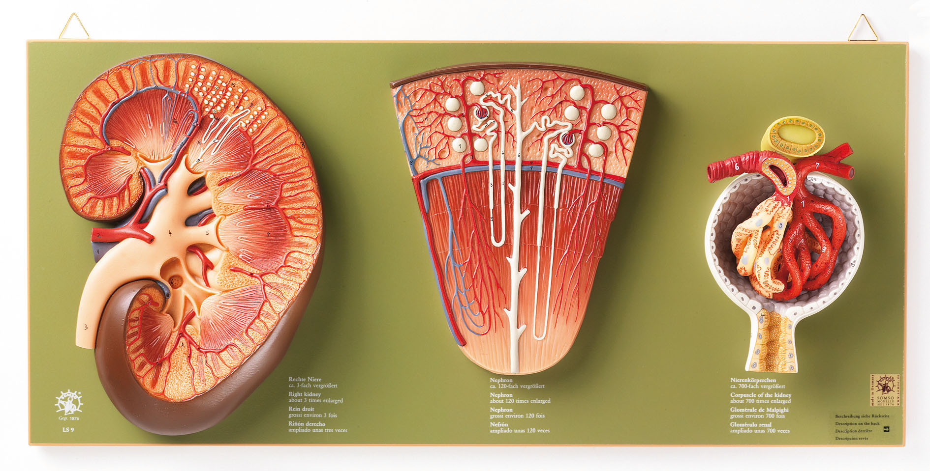Kidney, Nephron and Renal Corpuscle - Adam,Rouilly