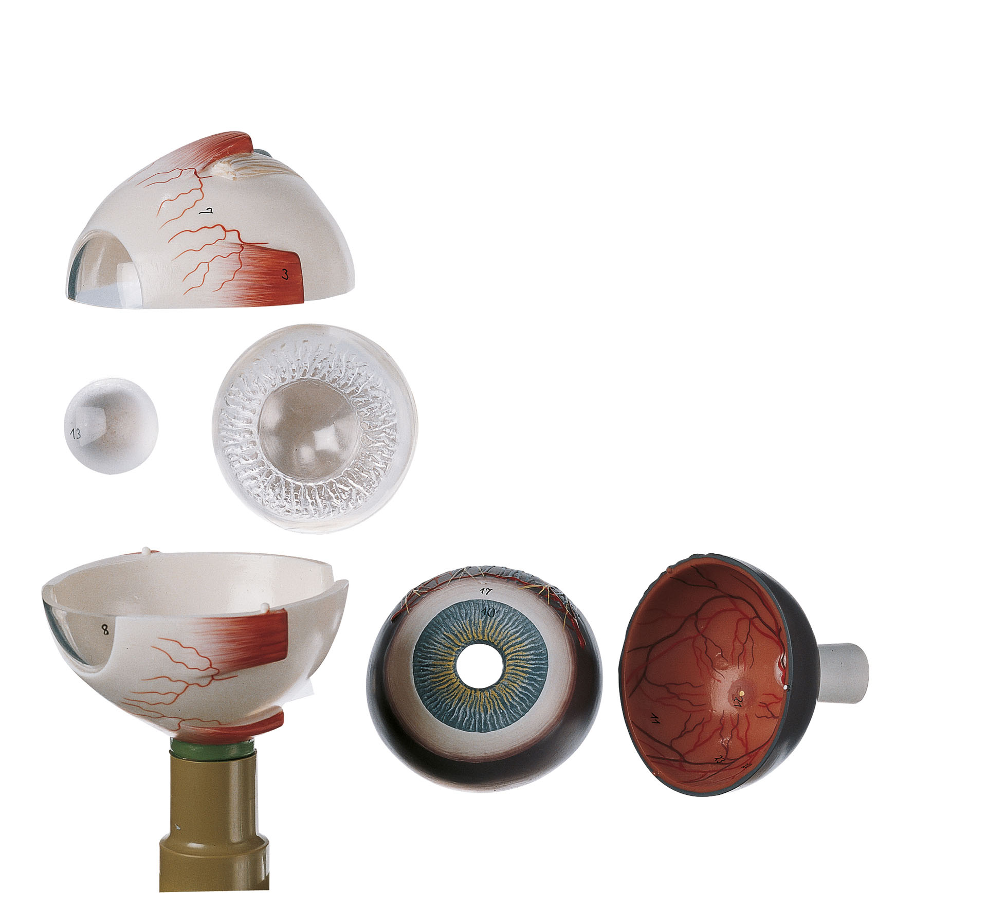 Eyeball - Separates Into 6 Parts | Adam,Rouilly