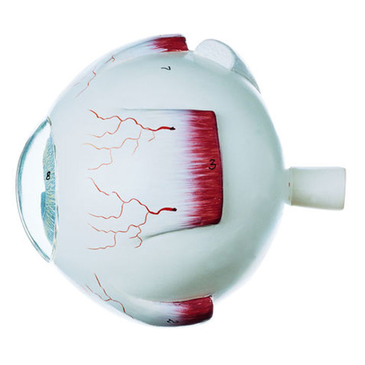 Eyeball | Adam,Rouilly