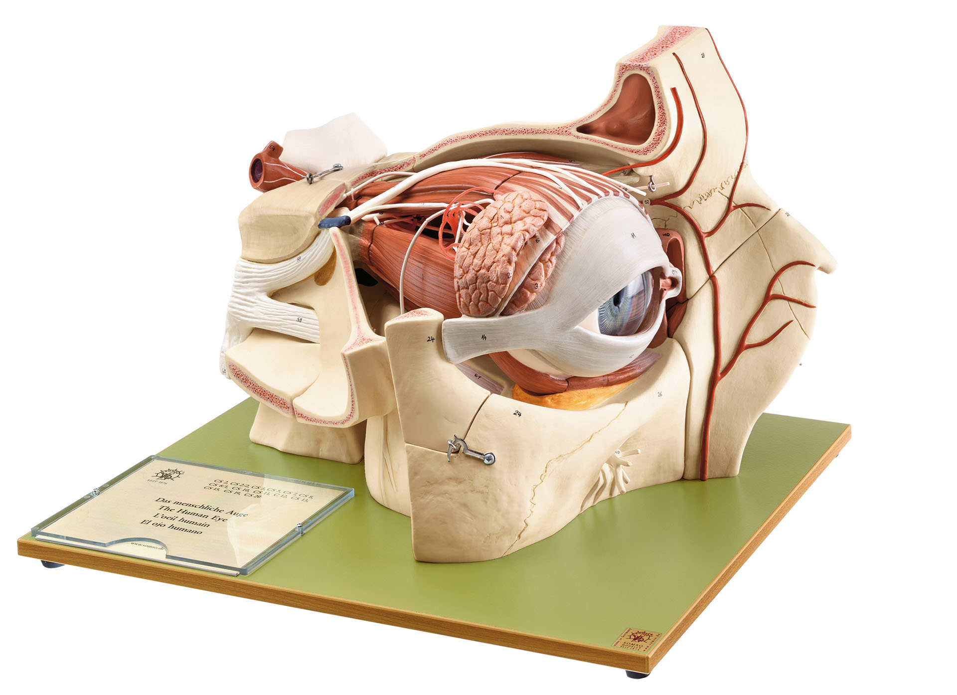 Topography of the Orbit | Adam,Rouilly