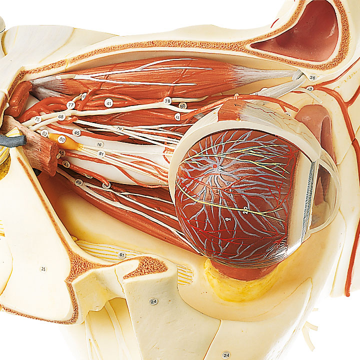 Topography of the Orbit | Adam,Rouilly