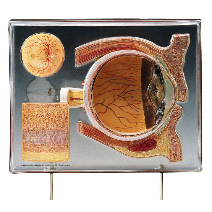 Display Case of the Human Eye - Adam,Rouilly