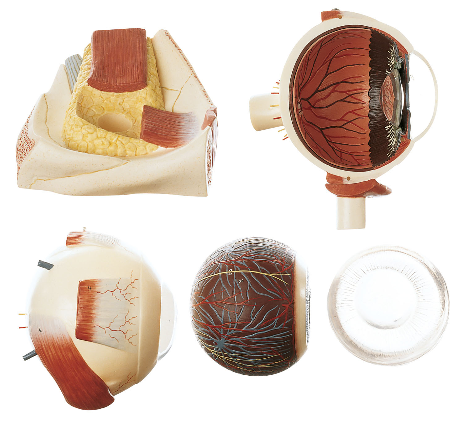 Eyeball - Separates Into 5 Parts - Adam,Rouilly