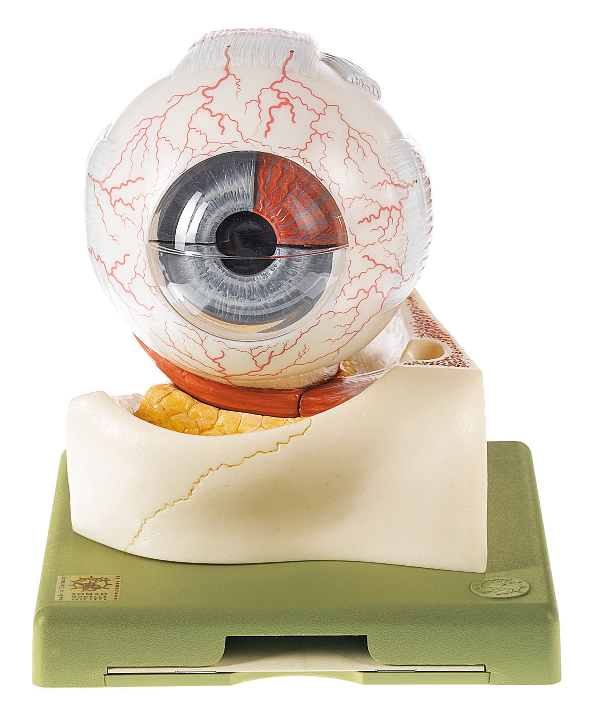 Eyeball - Adam,Rouilly