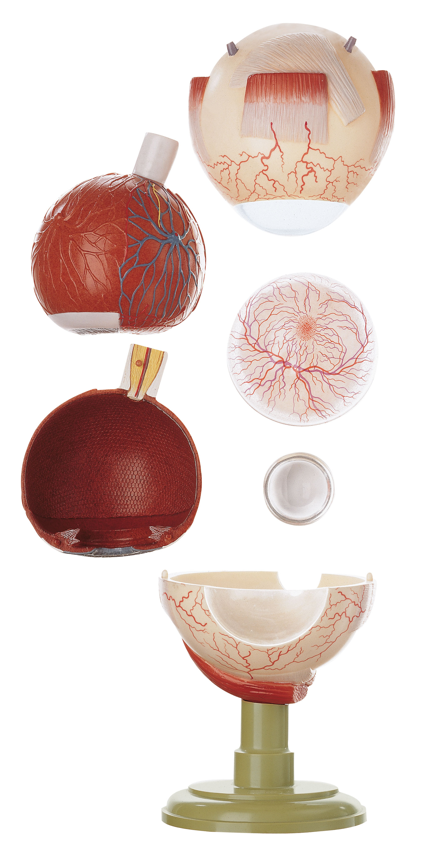 Eyeball - Separates Into 6 Parts - Adam,Rouilly