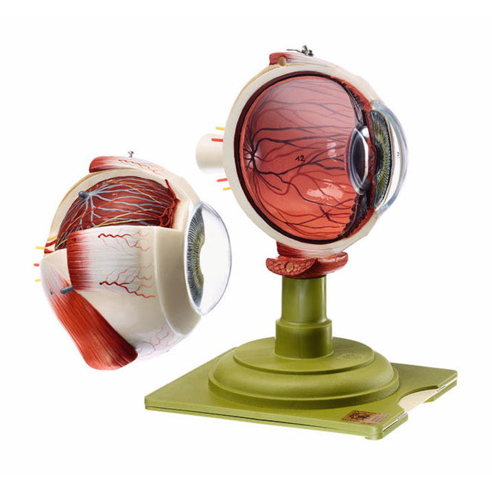 Eyeball - Adam,Rouilly