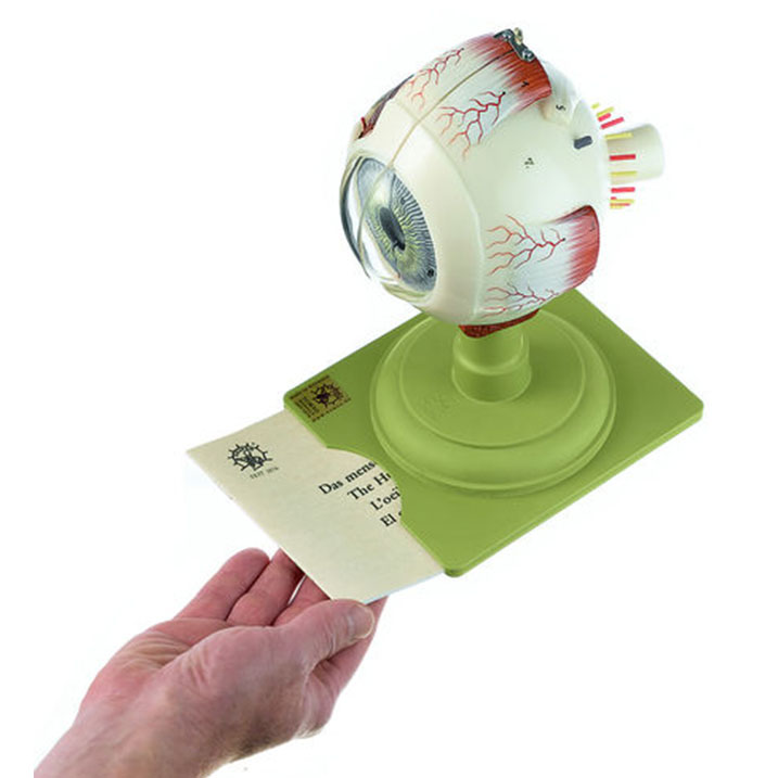 Eyeball - Adam,Rouilly