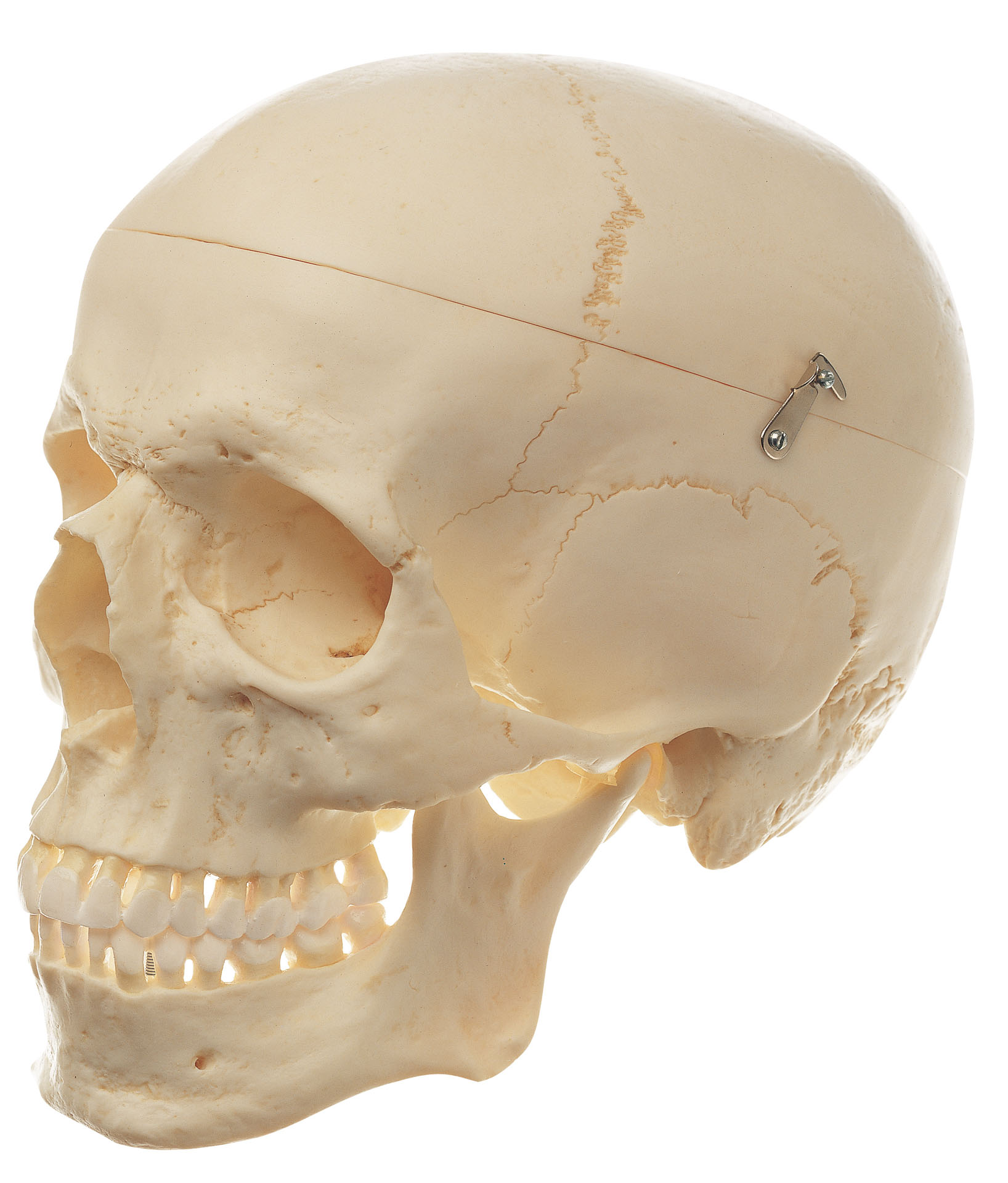 Artificial Human Skull (Separates Into 3 Parts) - Adam,Rouilly