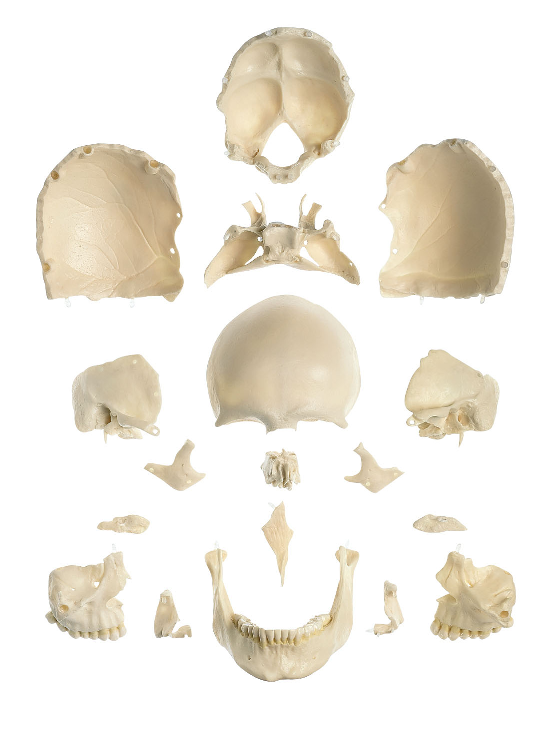 18 Part Model of Skull - Adam,Rouilly