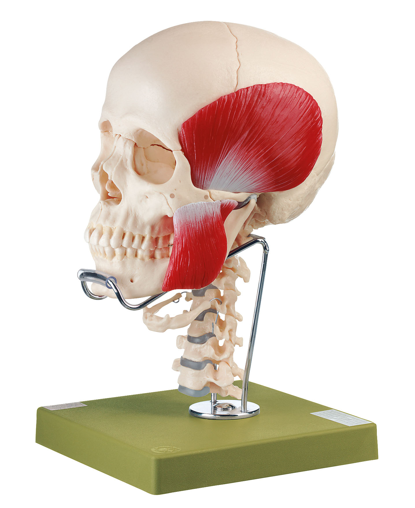 18 Part Skull + Muscles, Cervical Spine & Hyoid Bone - Adam,Rouilly