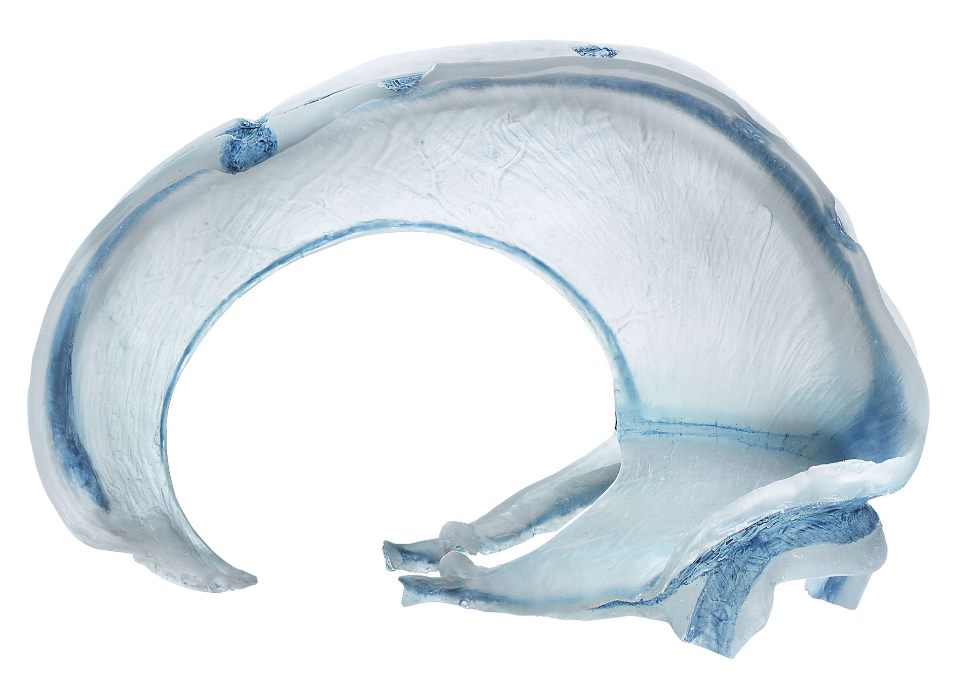 Falx Cerebri - Adam,Rouilly