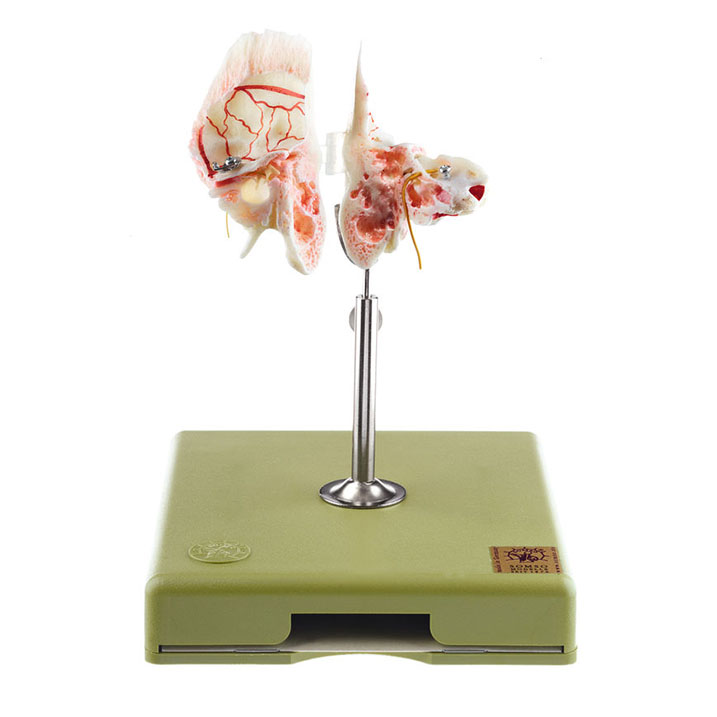 Artificial Temporal Bone - Adam,Rouilly