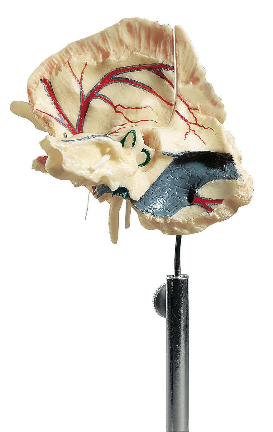 Artificial Temporal Bone - Adam,Rouilly