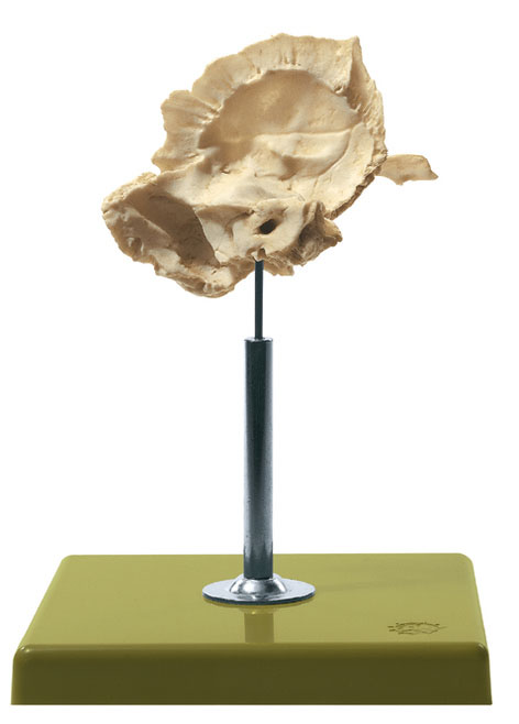 Artificial Temporal Bone - Adam,Rouilly