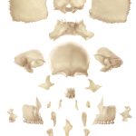 Bones - Skull | Adam,Rouilly