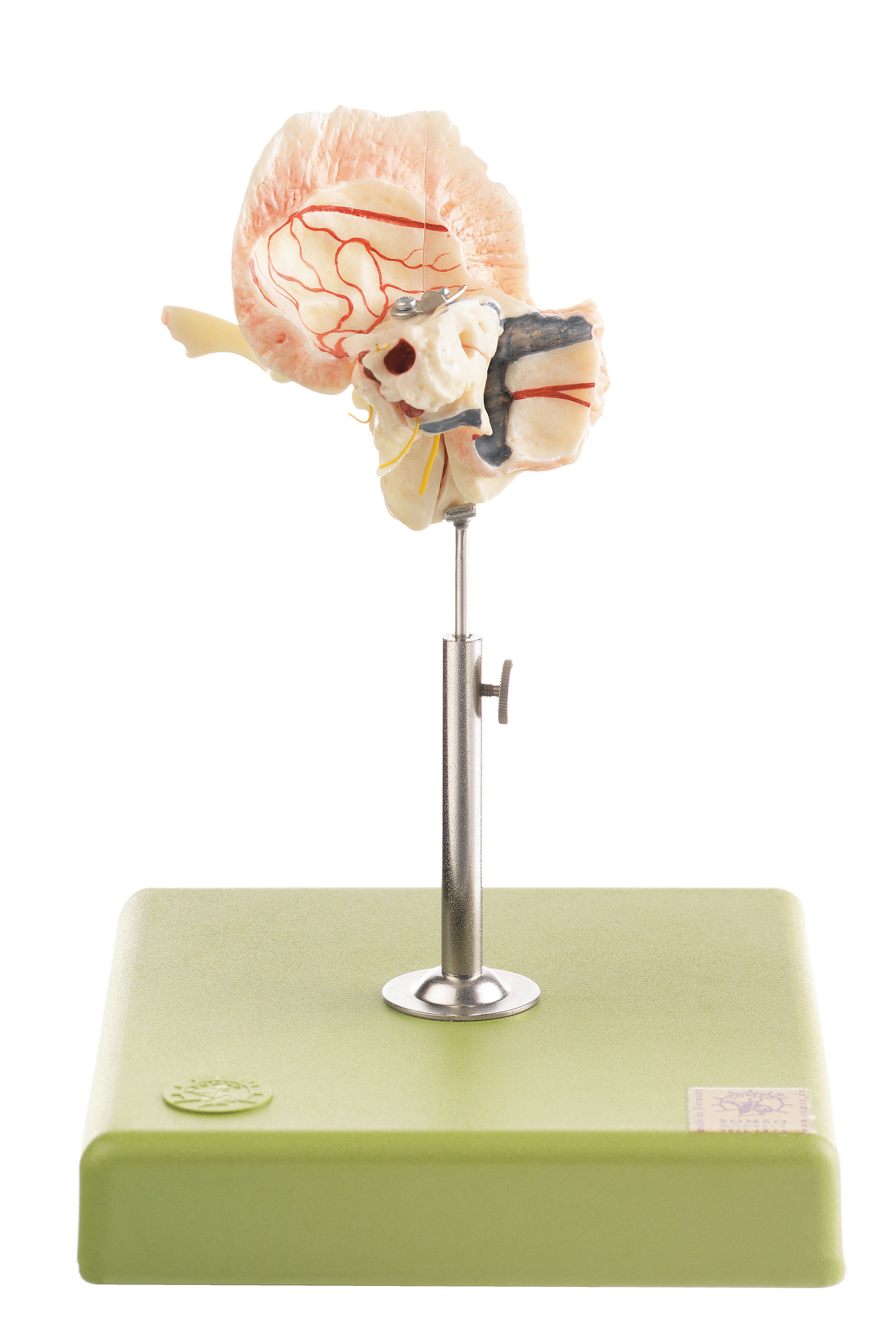 Artificial Temporal Bone - Adam,Rouilly