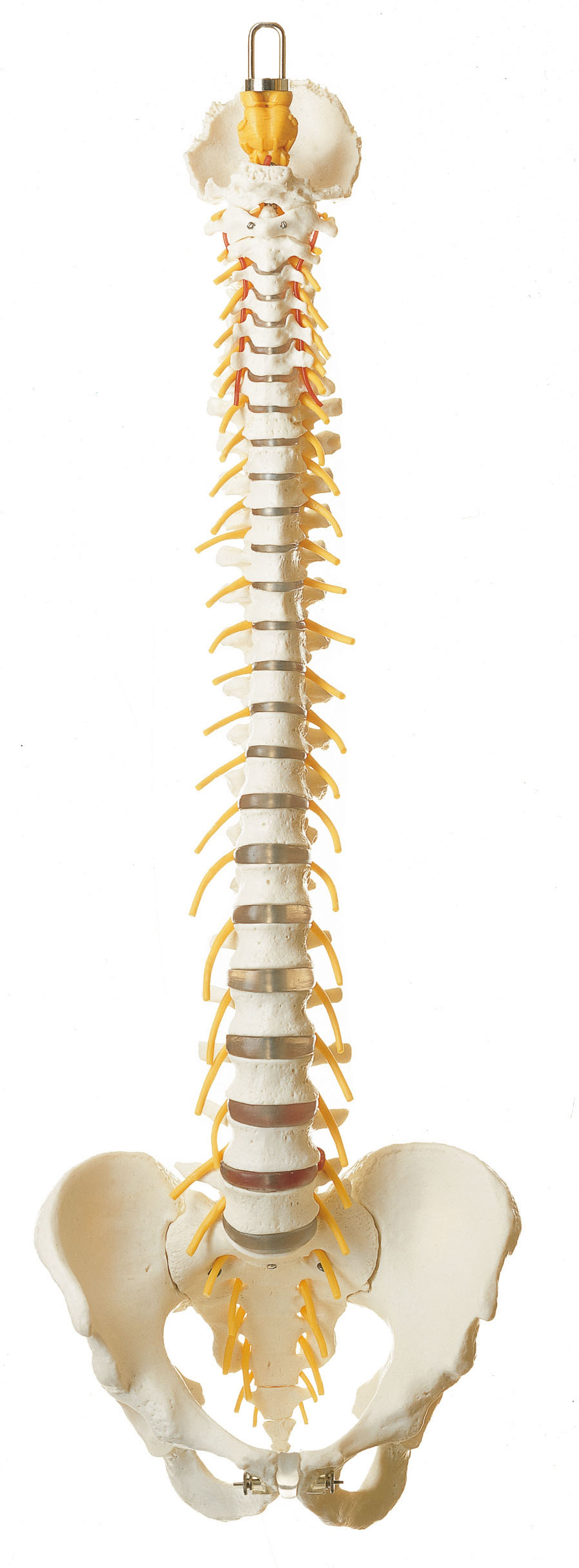 Vertebral Column With Pelvis - Adam,Rouilly