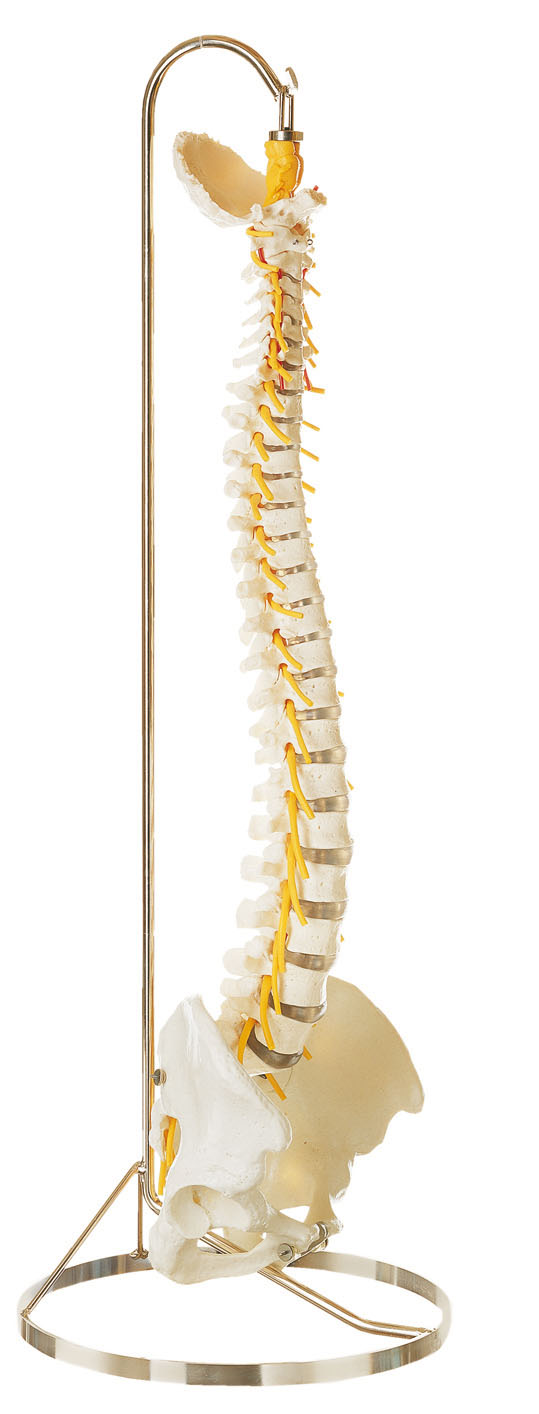 Vertebral Column With Pelvis (Flexibly Mounted on a Stand) - Adam,Rouilly