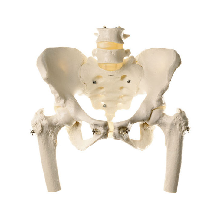 Skeleton of Female Pelvis - Adam,Rouilly