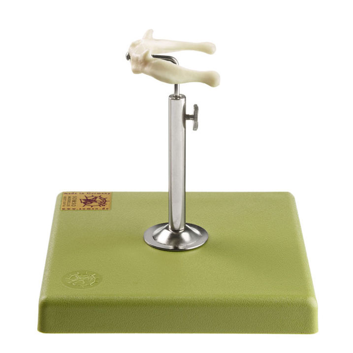 Hyoid Bone - Adam,Rouilly