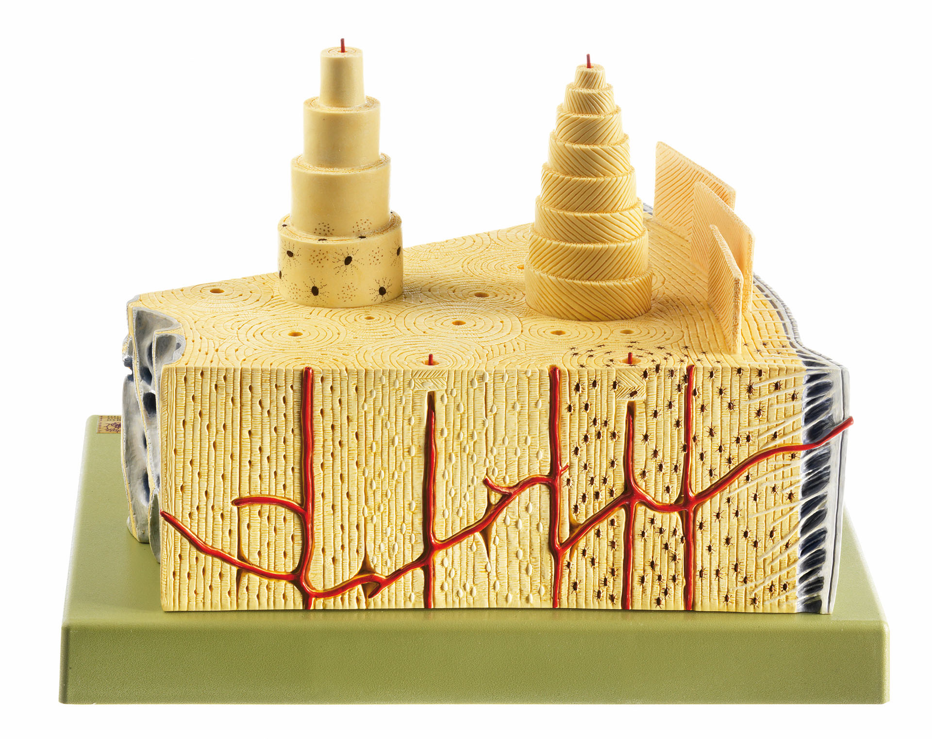 Bone Structure - Adam,Rouilly