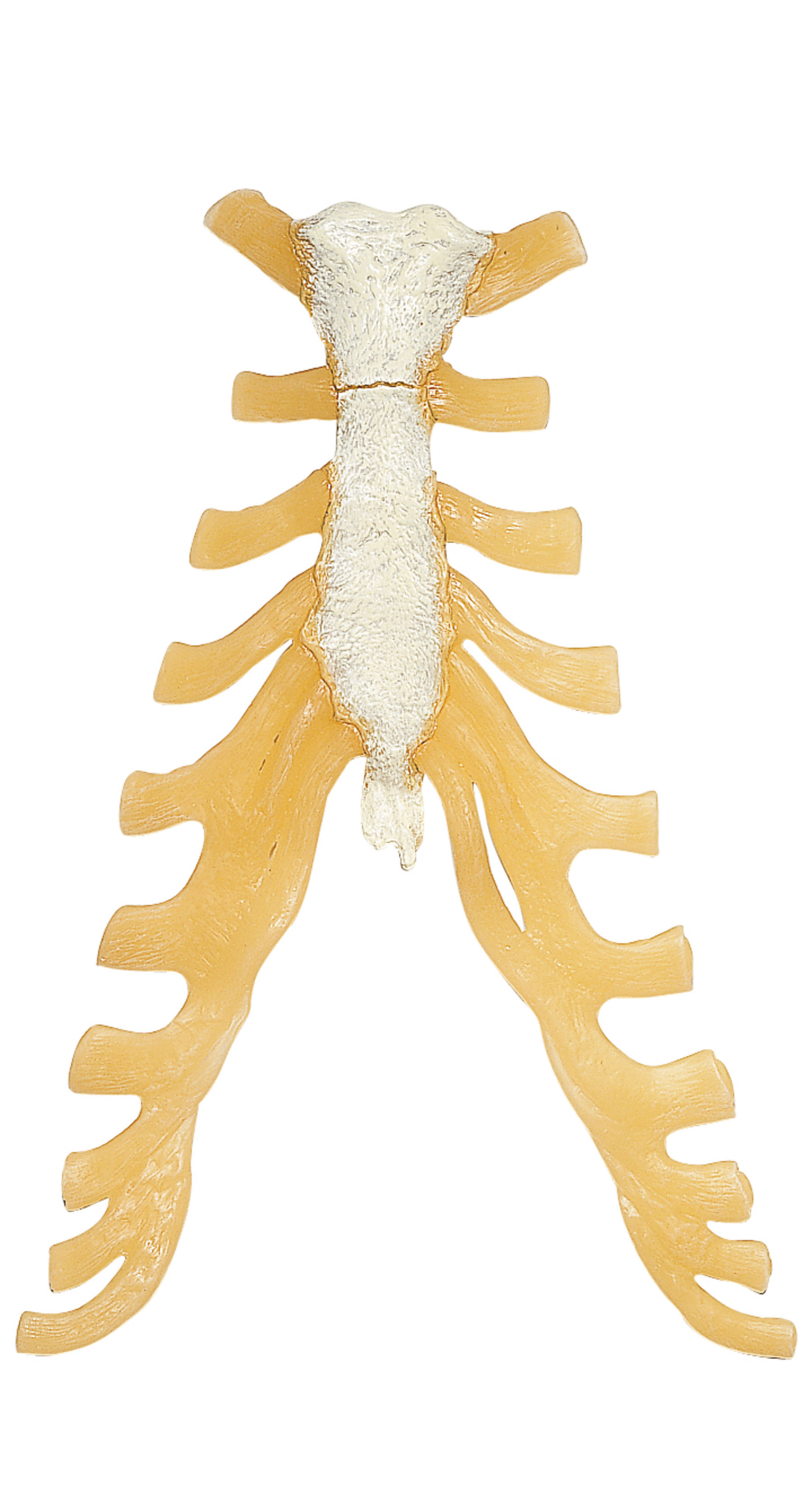 Sternum - Adam,Rouilly