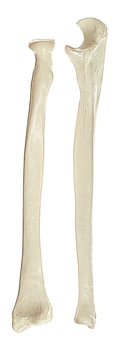 Ulna and Radius - Adam,Rouilly