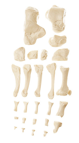Foot Bone - Adam,Rouilly